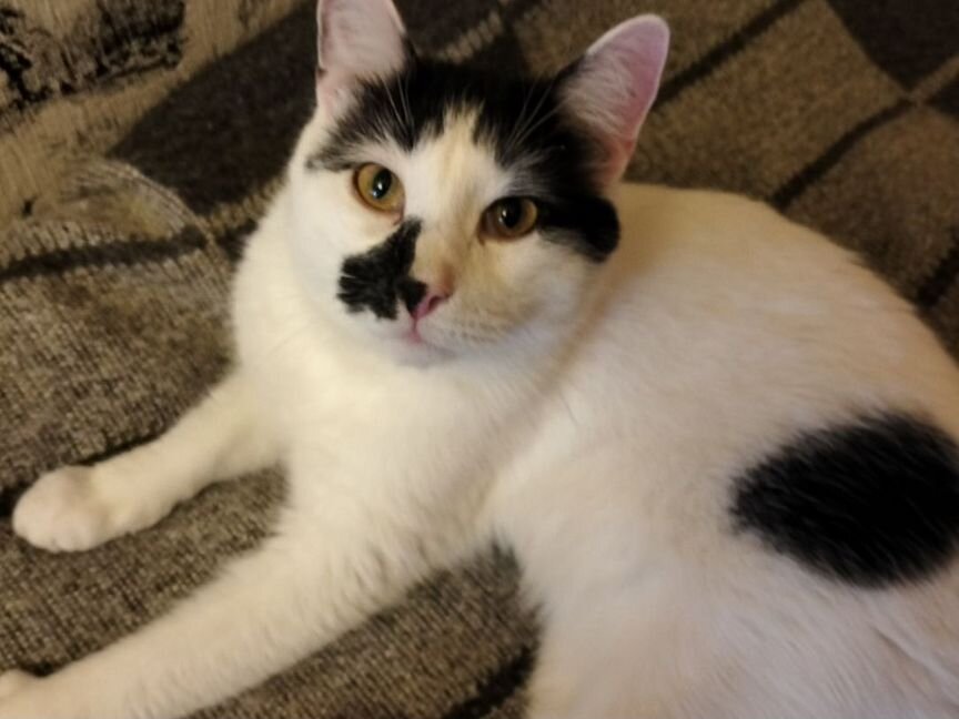 Кот дворянин