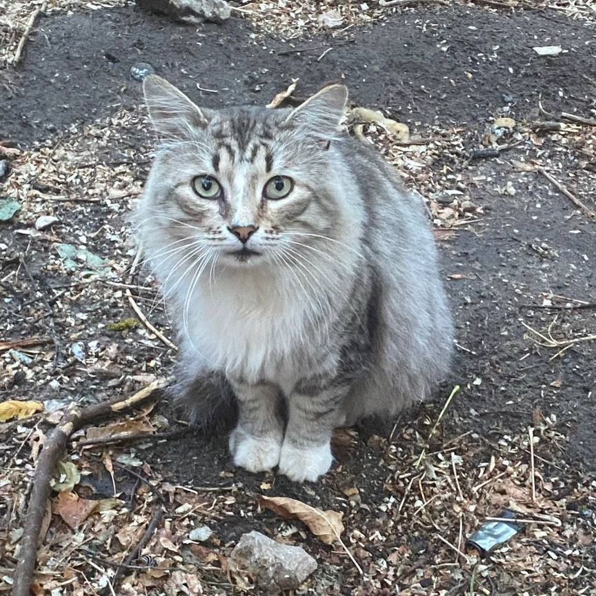 Котик