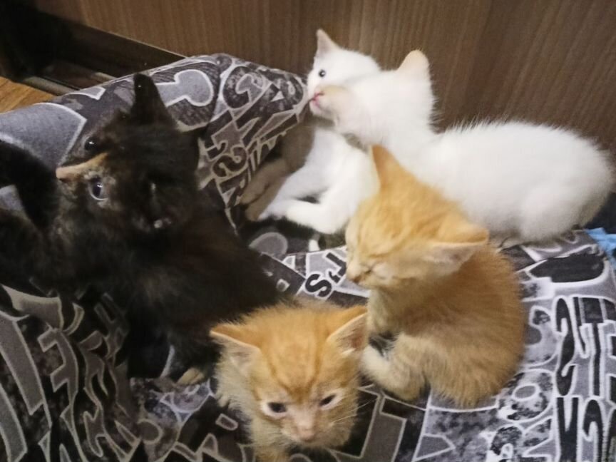 Котята в добрые руки даром