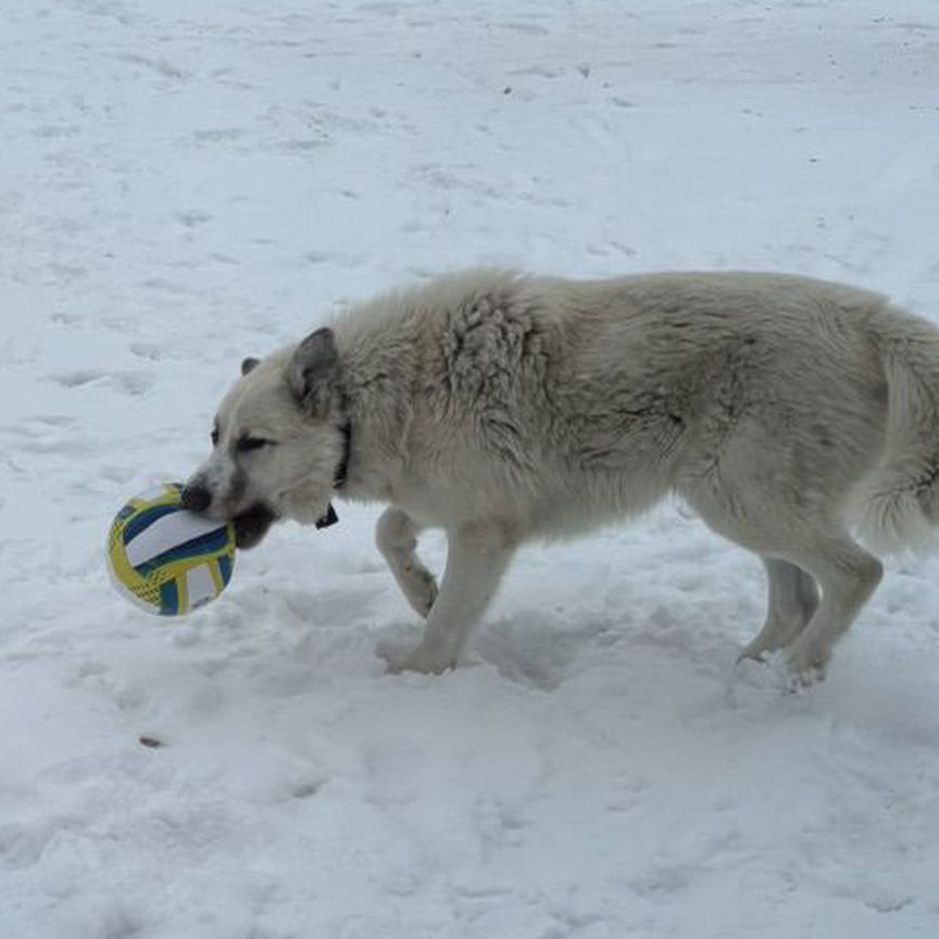 Лайка, щенок
