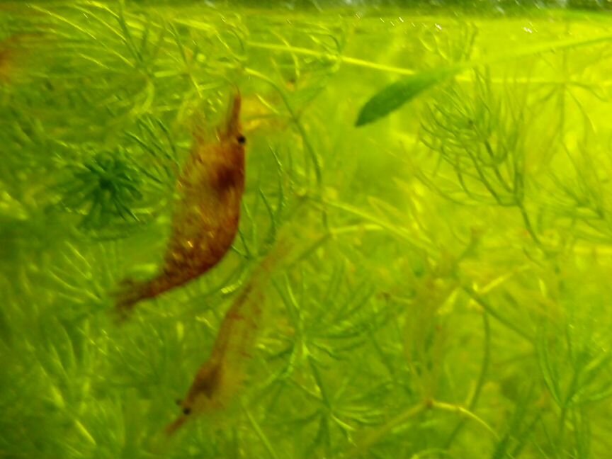 Аквариумные креветки и гуппи