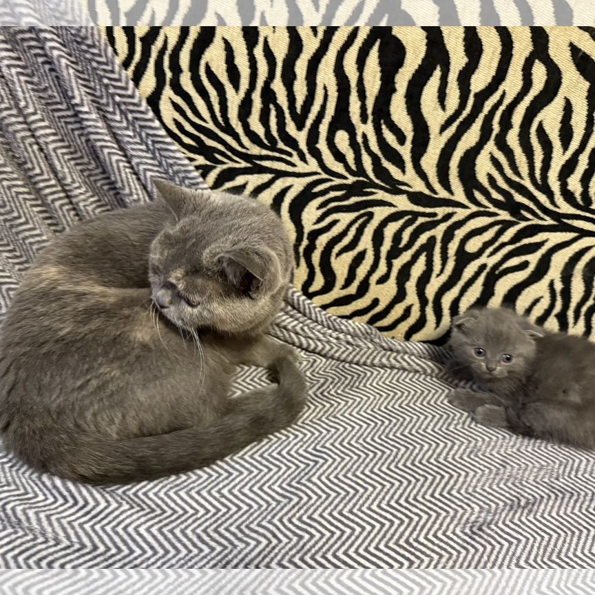 Шотландский прямоухий длинношёрстный котёнок