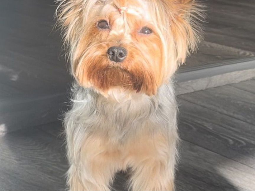 Йоркширский терьер