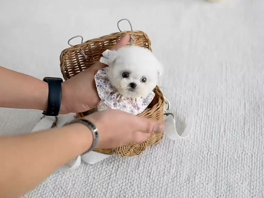 Крошка бишон из Кореи