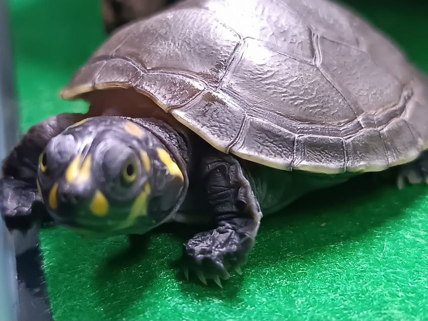 Желтоголовая черепаха