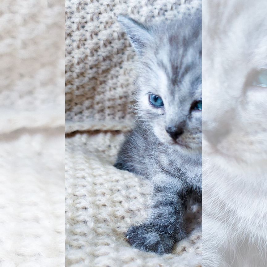 Шотландский прямоухий короткошёрстный котёнок