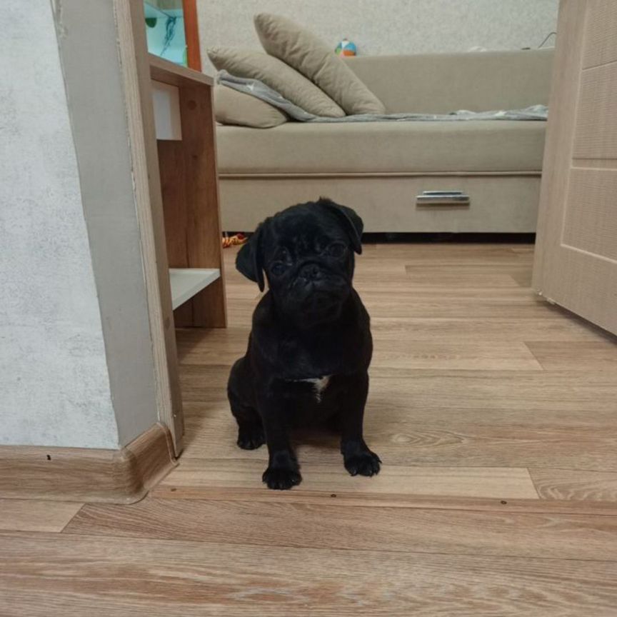 Щенки мопса