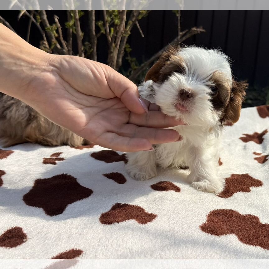 Йоркширский терьер, щенок