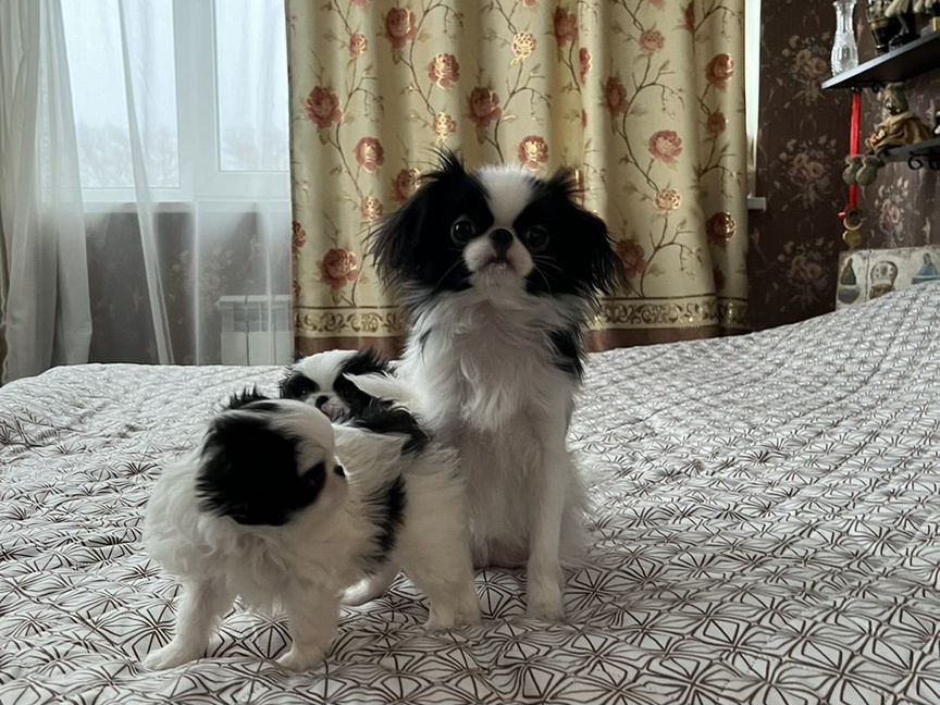 Щенки японский хин