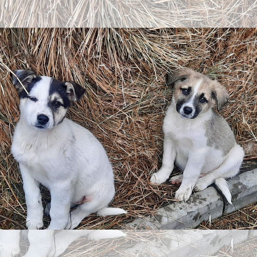 Щенки лайка + Московская сторожевая