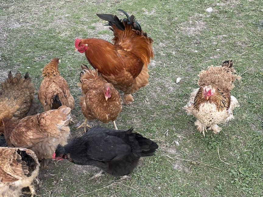 Инкубационное яйцо кур