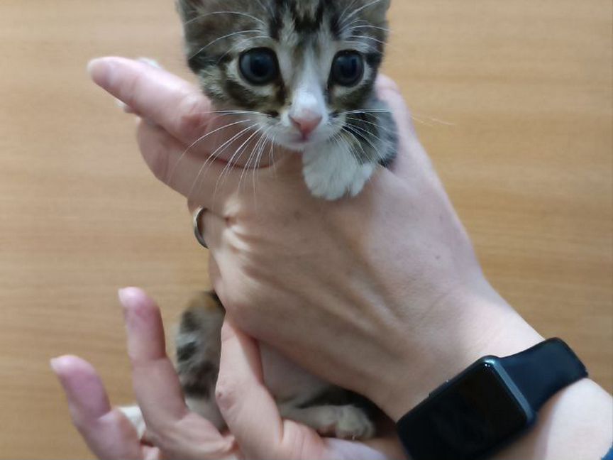 Коты и кошки