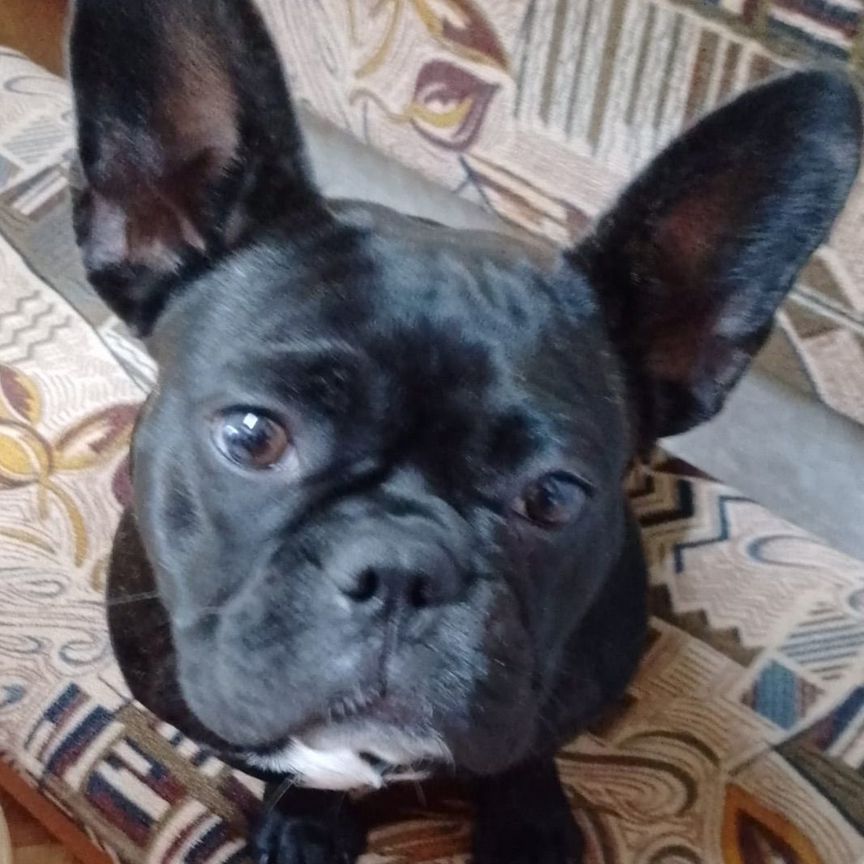 Французский бульдог