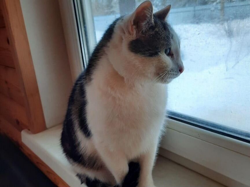 Котик год на окне