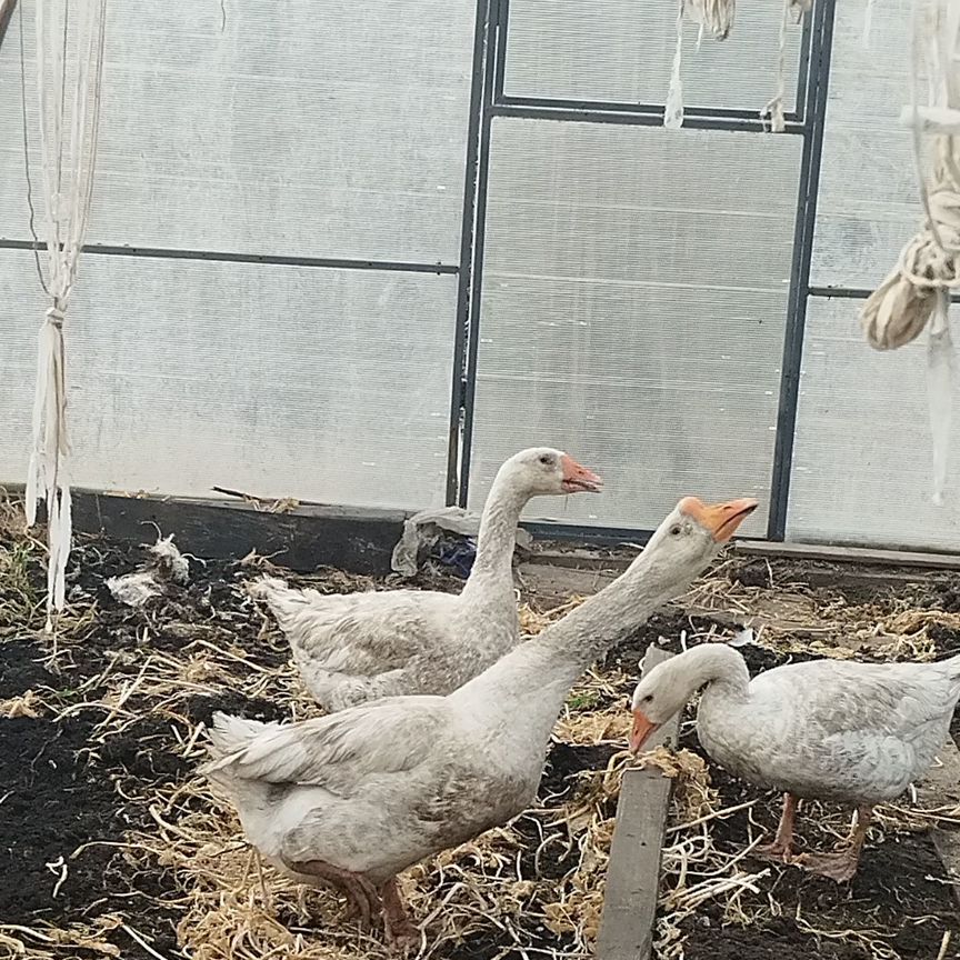 Продам гусака и 2 гусыни