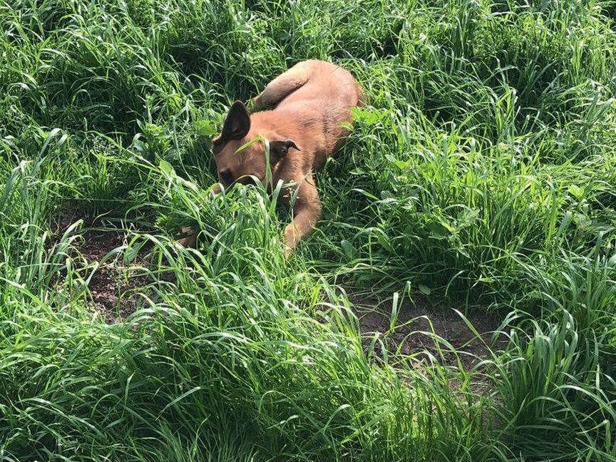 Отдам Герду в добрые руки