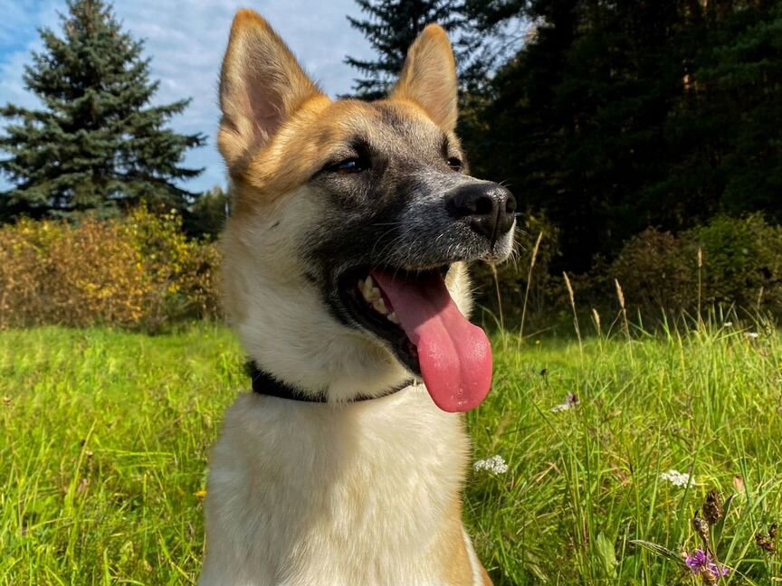 Небольшая собака в добрые руки