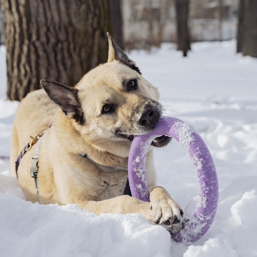 Забирай домой Джека