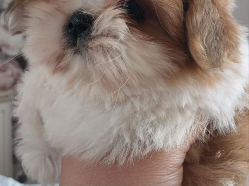 Шит- цу мини