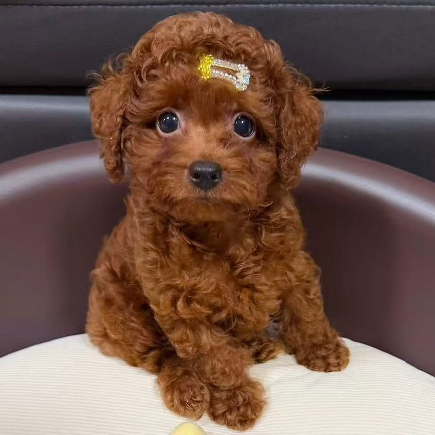 Той-пудель, щенок