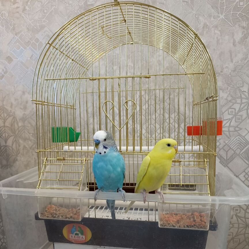 Волнистый попугай с клеткой