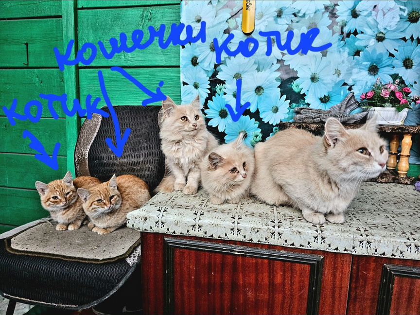 Котята в добрые руки