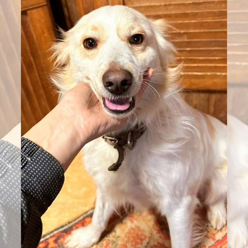 Позитивный песик Мишутка в дар