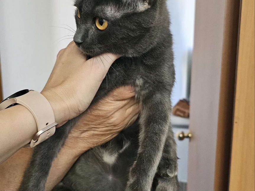 Котёнок метис породы из приюта