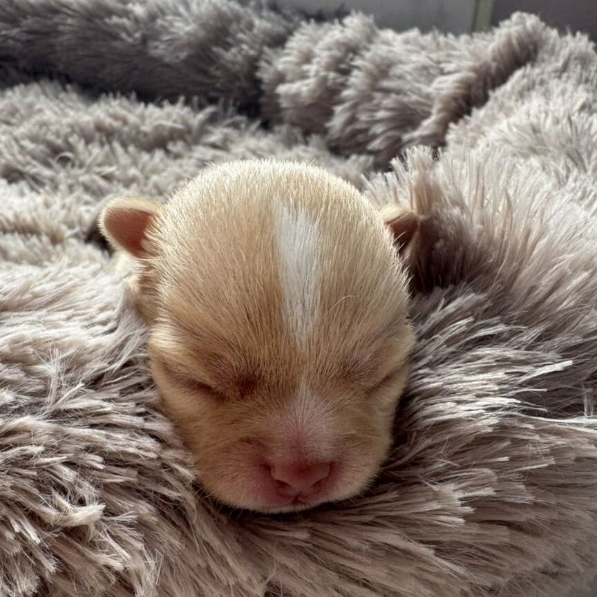 Чихуахуа, щенок