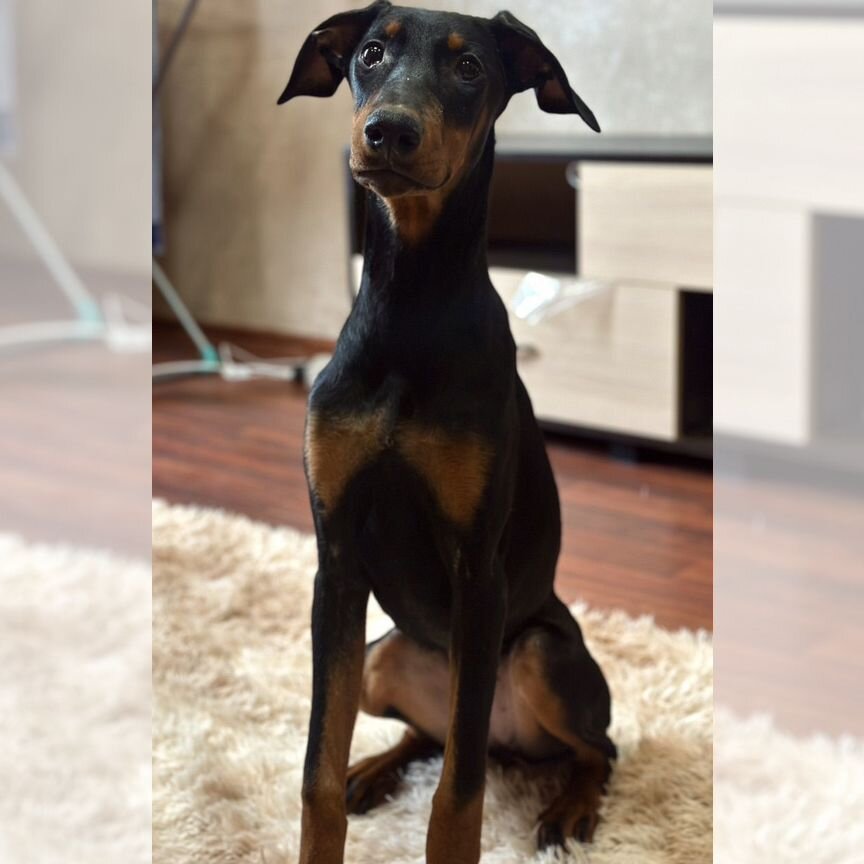 Доберман, щенок