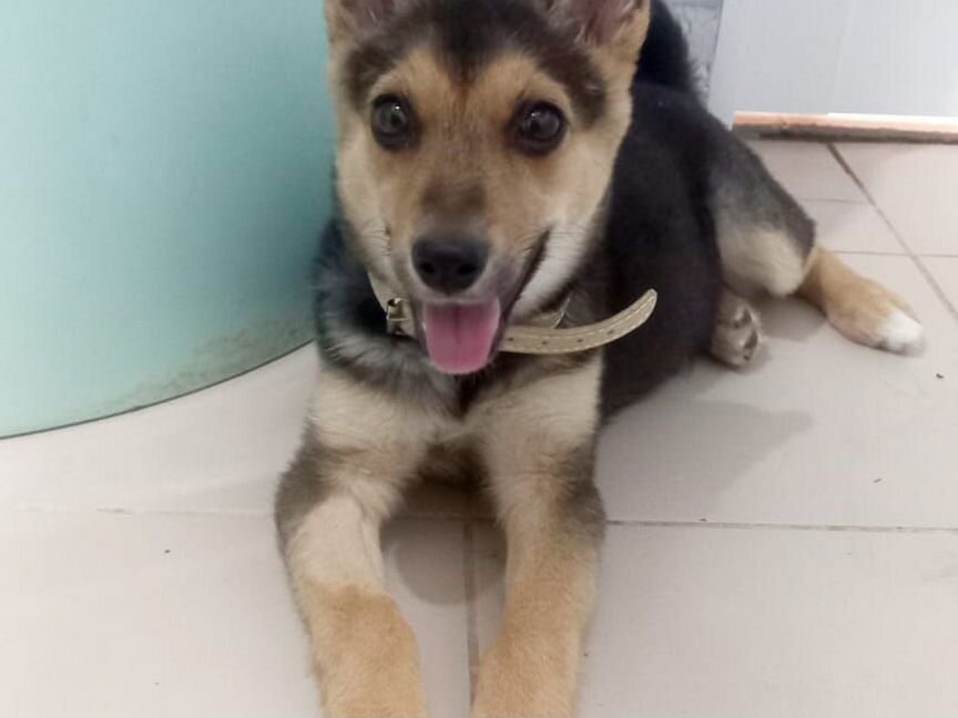 Щенки маленьких пород