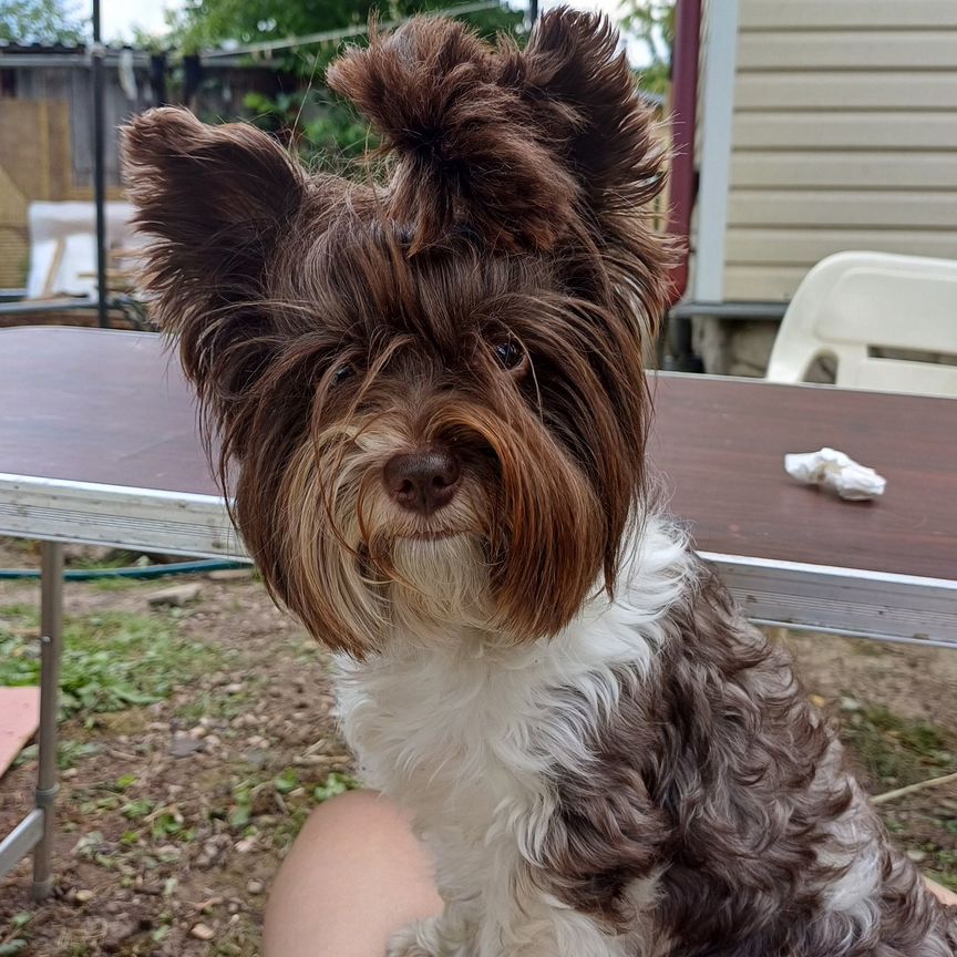 Биро-йоркширский терьер, вязка