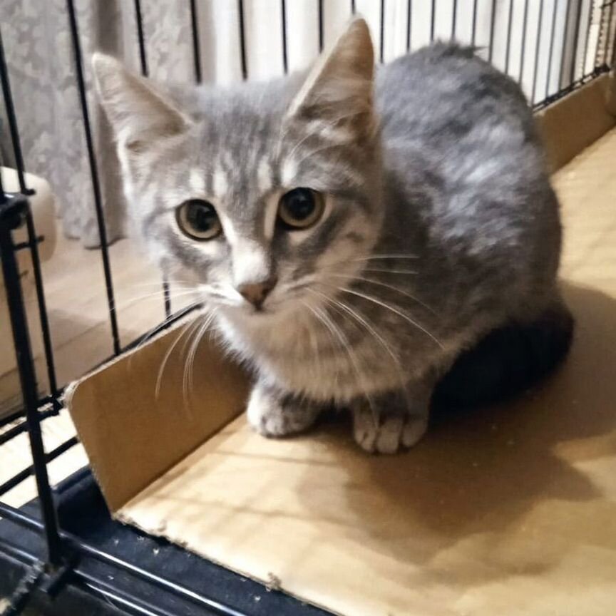Котенок замерзал на трубе. В дар