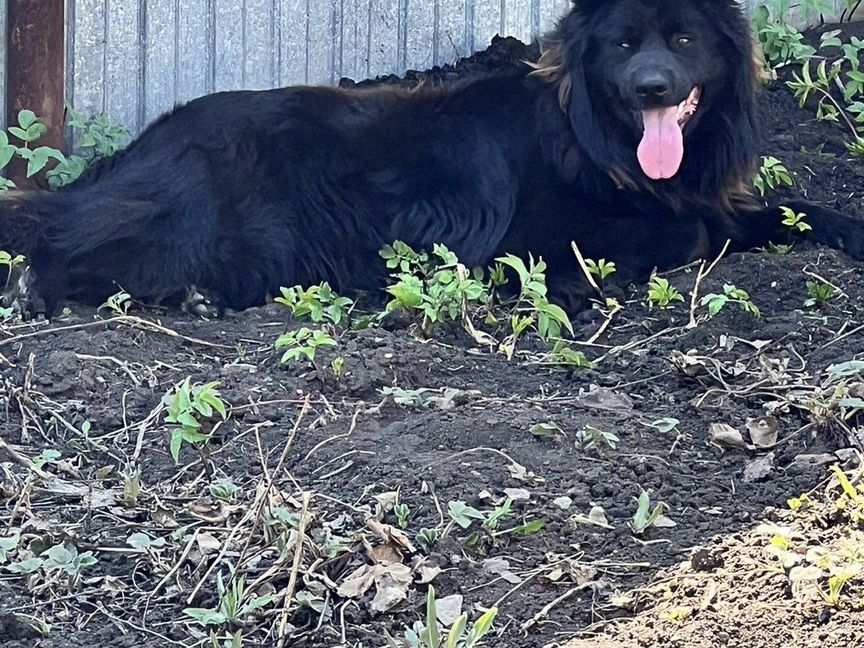 Длинношерстная овчарка