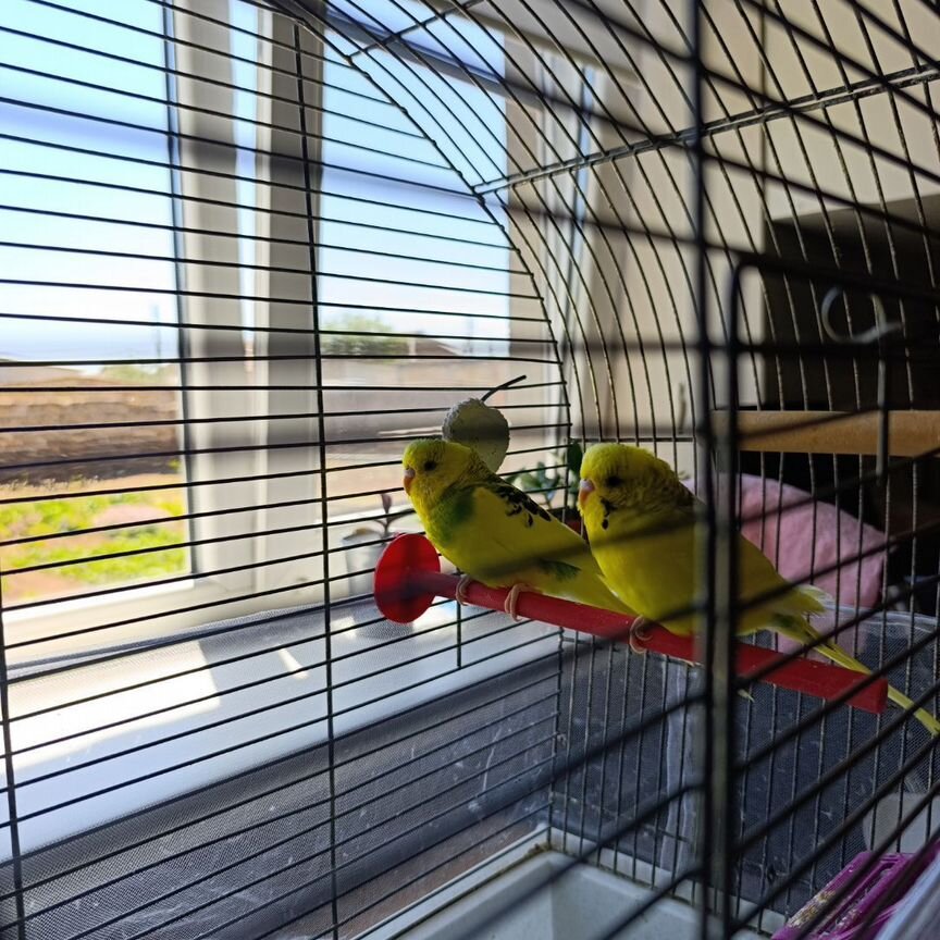 Волнистые попугаи с клеткой мальчики