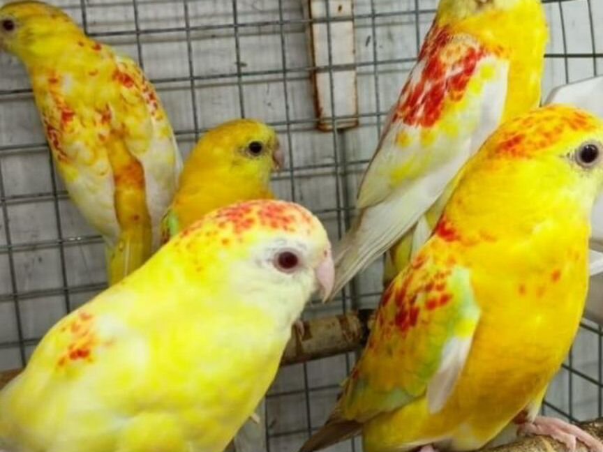 Певчий попугай