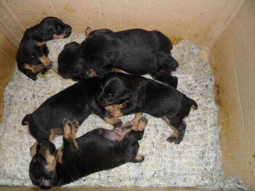 Щенки ягдтерьера