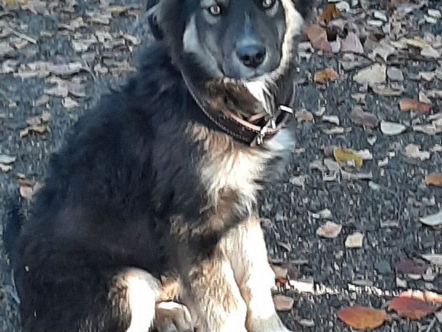 Щенок в самые добрые руки