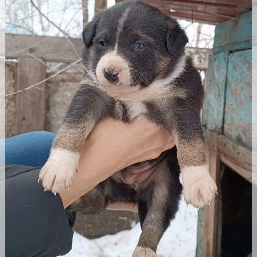 Щенки 3-4 недели