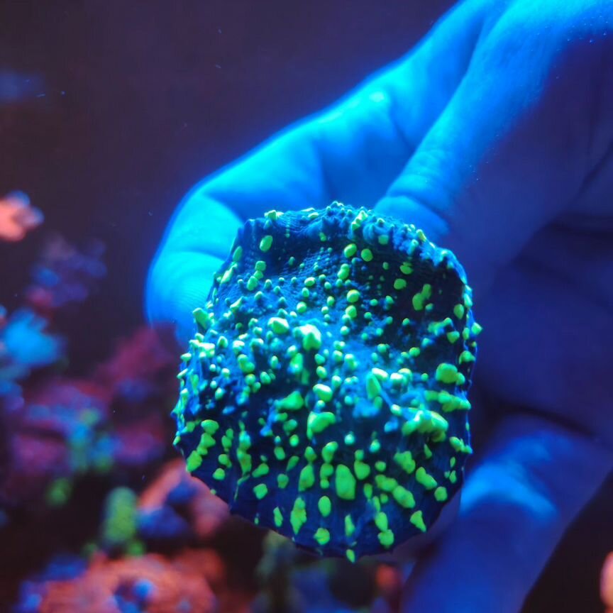 Живые кораллы, Чалис Токсик пай