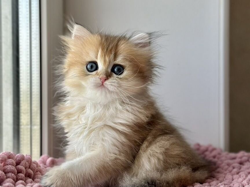 Кукольный котик шоу тип золотая шиншилла blh ny11