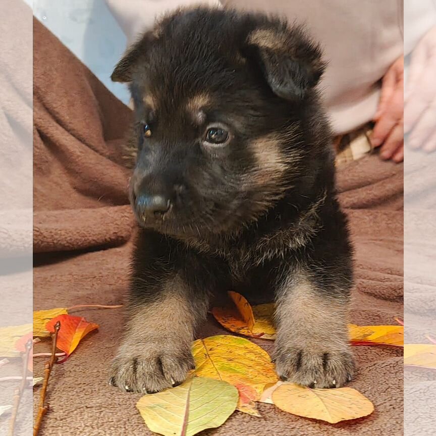 Восточноевропейская овчарка, щенок