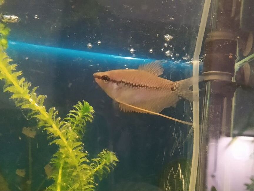 Гурами жемчужный пара