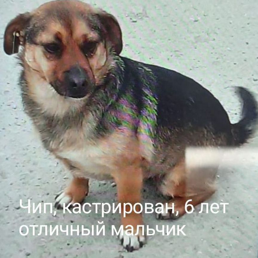 Собака охранник кастрирован