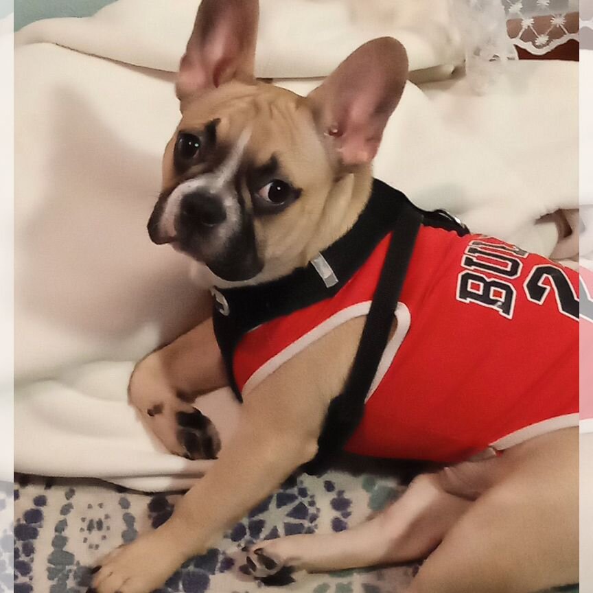 Французский бульдог, взрослый пёс