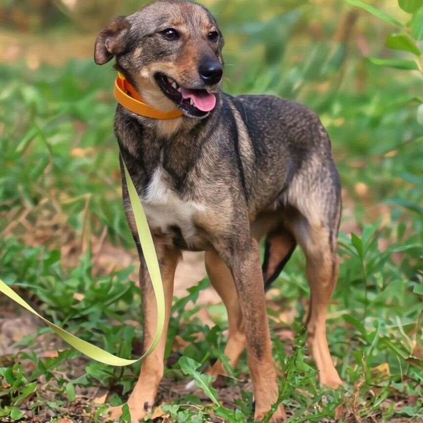 Взрослая собака в добрые руки