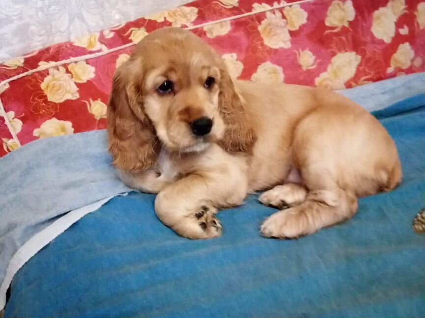 Русский кокер спаниель