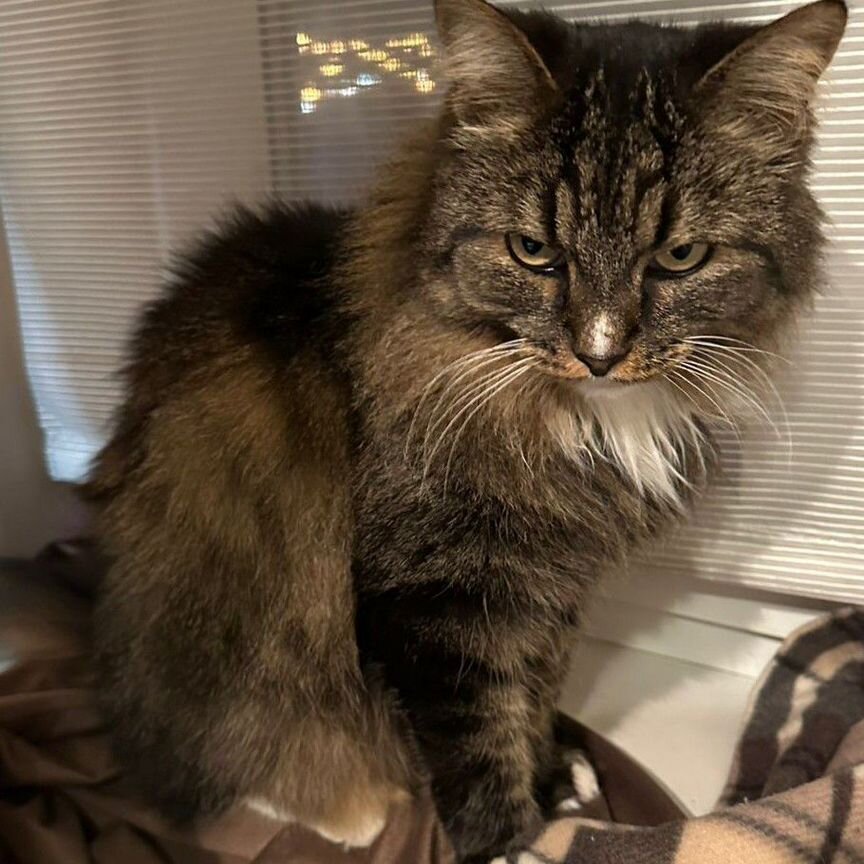 Кошка ласковая взрослая