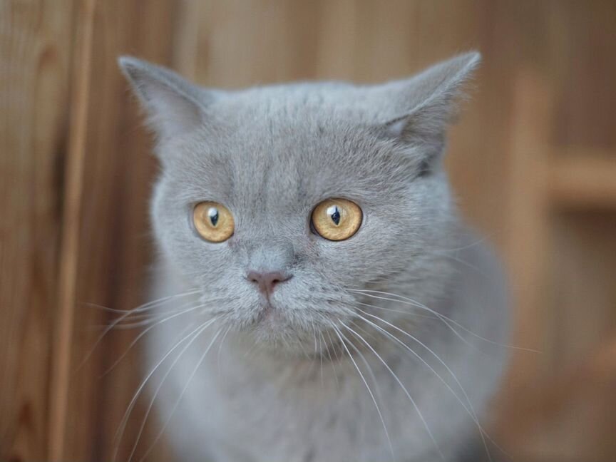 Лейла ищет дом (фенотип шотландской)