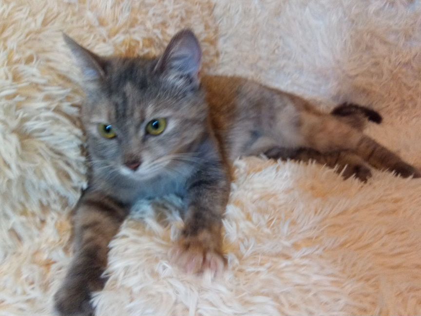 Няшная кошка в добрые руки